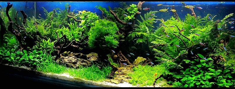 Biljni akvarijum u Akvarijum Centru » akvarijumcentar.rs