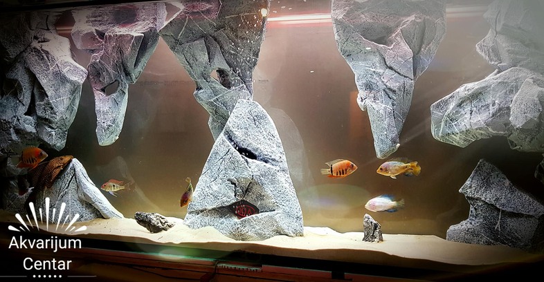 Slike akvarijuma - Akvarijum Centar » akvarijumcentar.rs