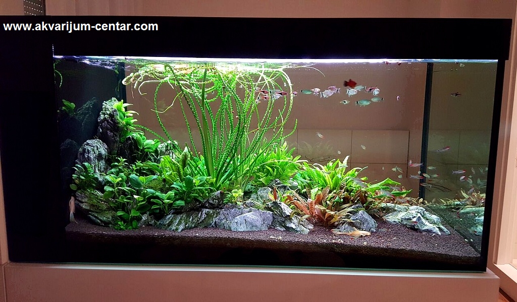 Slike akvarijuma - Akvarijum Centar » akvarijumcentar.rs