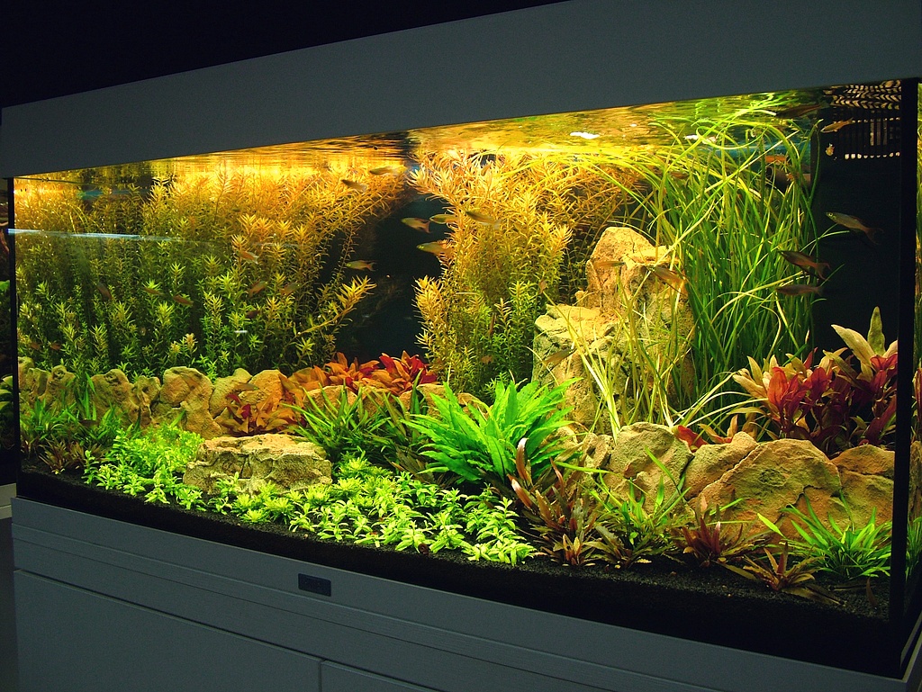 Slike akvarijuma - Akvarijum Centar » akvarijumcentar.rs