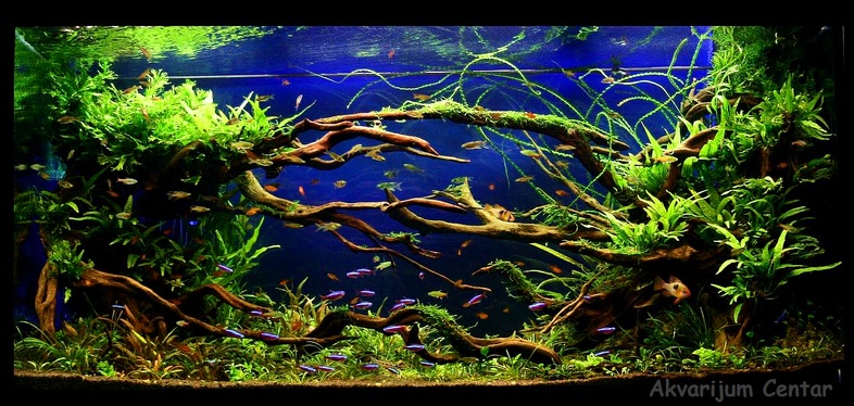 Slike akvarijuma - Akvarijum Centar » akvarijumcentar.rs