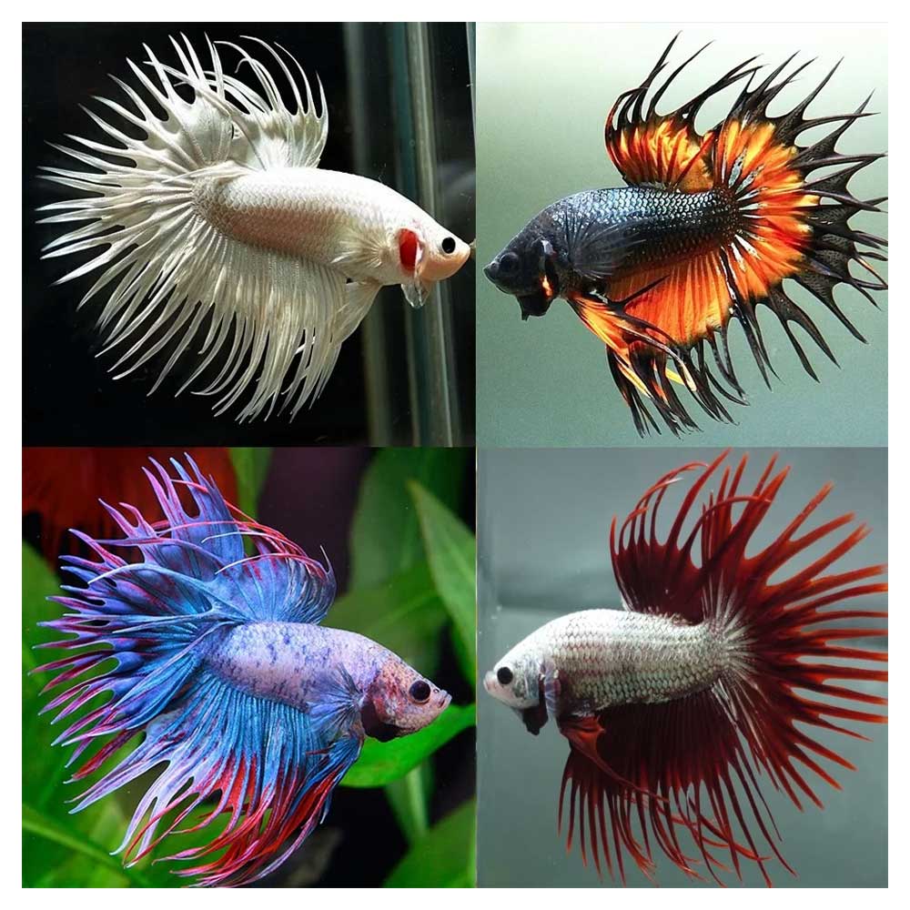 Betta splendens - Borac crowntail » akvarijumcentar.rs