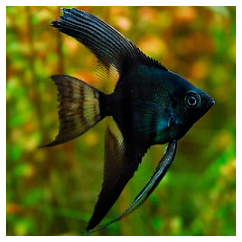 Pterophyllum scalare var. - Skalar black phantom » akvarijumcentar.rs