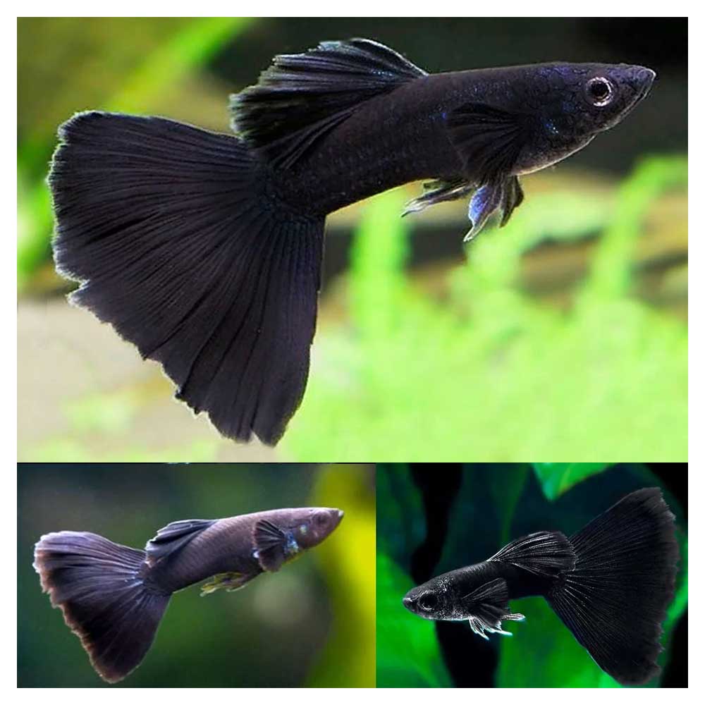 Poecilia reticulata var. - Gupi black moscow » akvarijumcentar.rs
