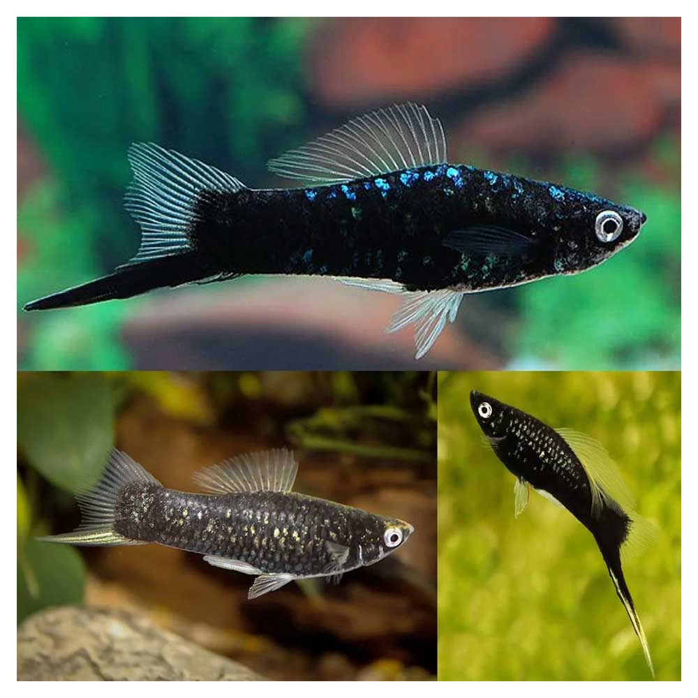 Xiphophorus helleri var. - Ksifo berliner » akvarijumcentar.rs