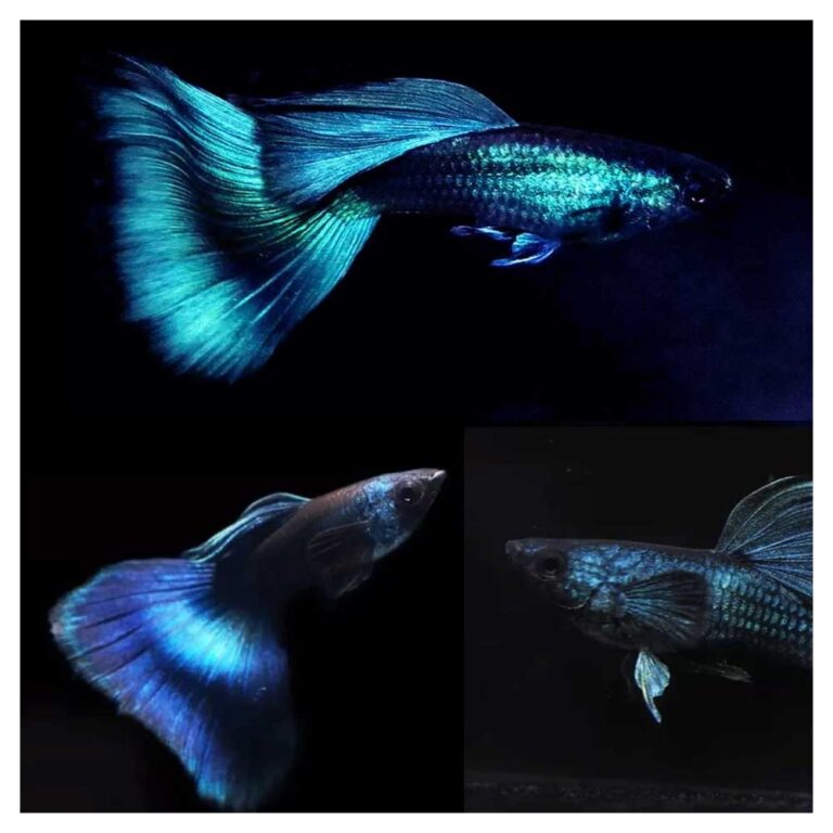 Poecilia reticulata var. - Gupi blue moscow » akvarijumcentar.rs