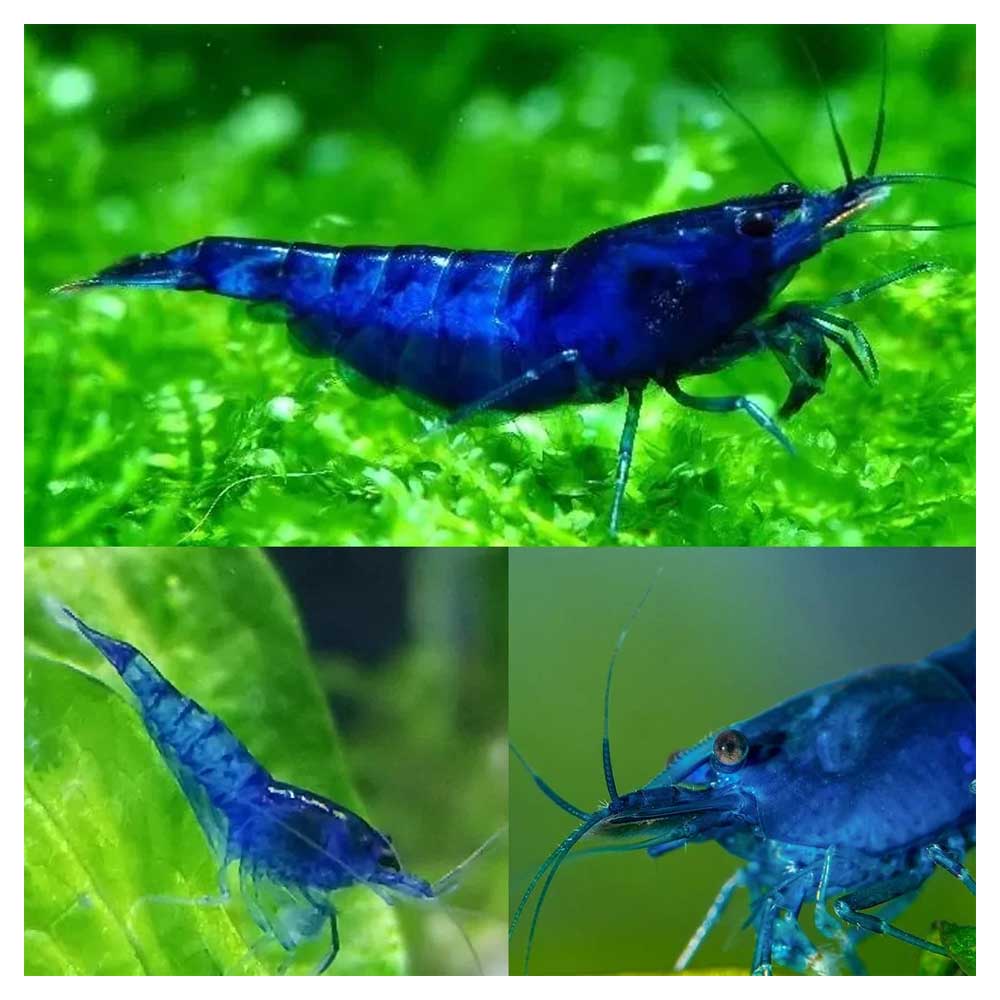 Blue shrimp - Plave kozice » akvarijumcentar.rs