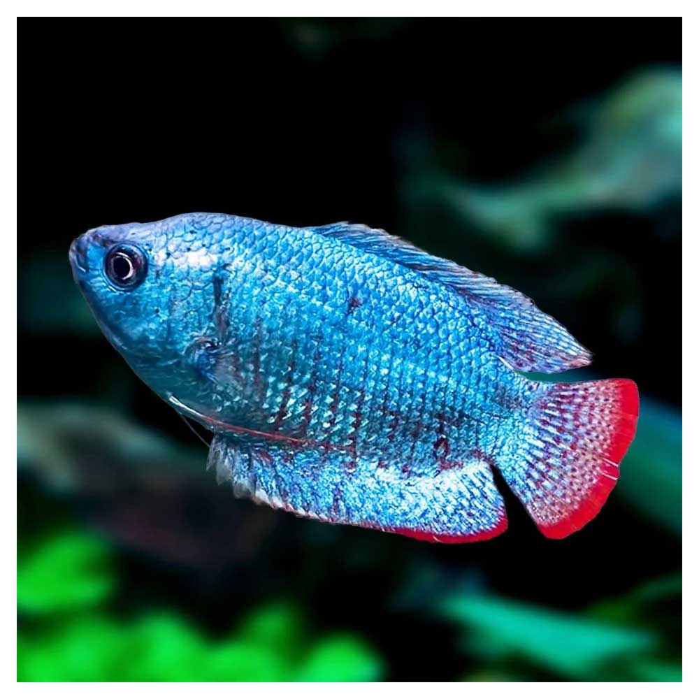 Colisa lalia var. cobalt - Kolisa plava » akvarijumcentar.rs