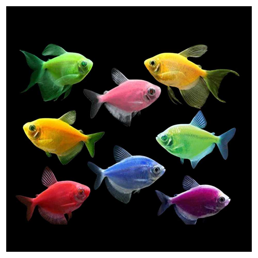 Gymnocorymbus ternetzi - Color tetra » akvarijumcentar.rs