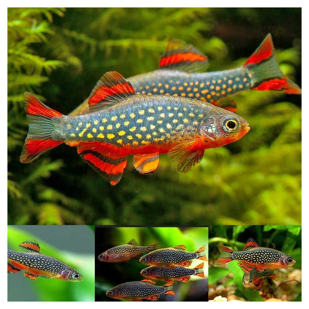 Danio margaritatus - Galaxy rasbora » akvarijumcentar.rs