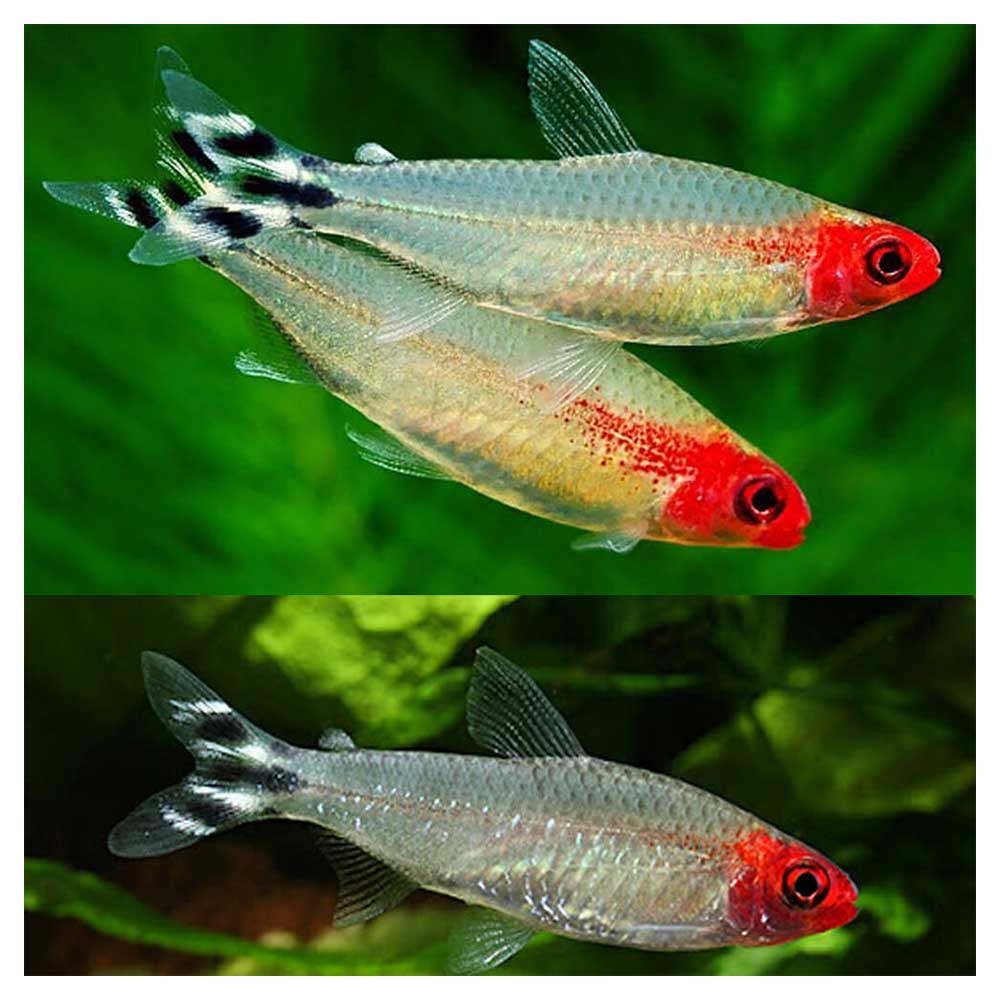 Hemigrammus bleheri - Rodostomus » akvarijumcentar.rs