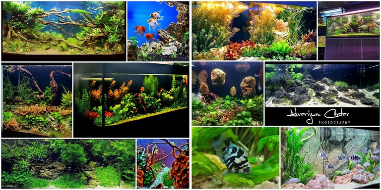 Demistifikacija "hemije" akvarijumske vode, prvi deo » akvarijumcentar.rs