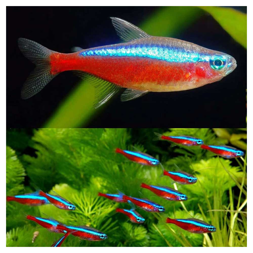 Paracheirodon axelrodi - Kraljevska neonka » akvarijumcentar.rs