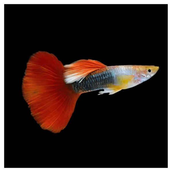 Poecilia reticulata var. - Gupi tuxedo » akvarijumcentar.rs