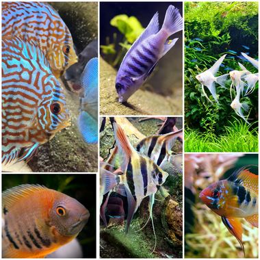 Ribice za akvarijum | Širok izbor za vaš akvarijum
