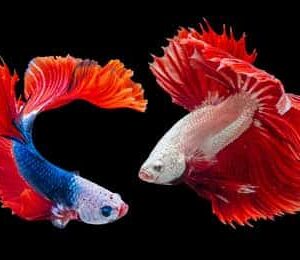 Akvarijum Centar – akvarijumske ribice, oprema i akvarijumi