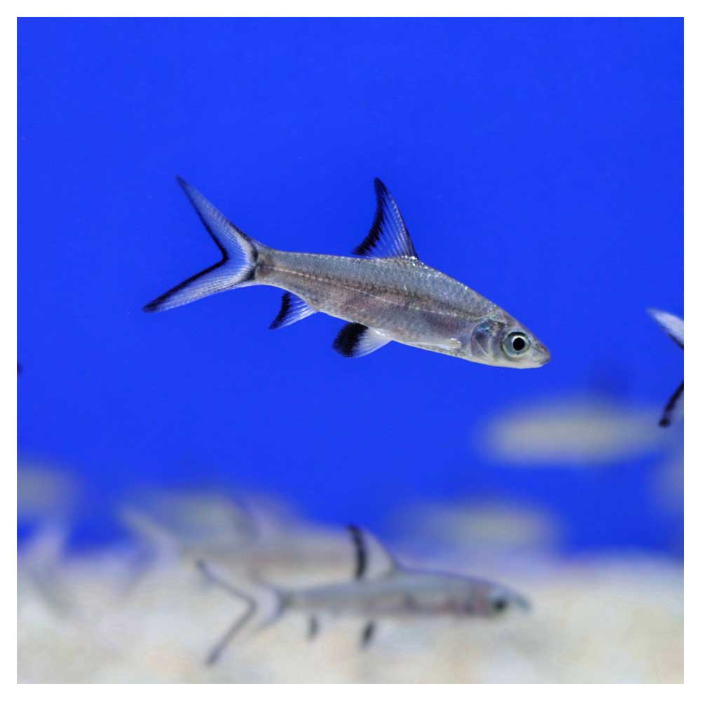 Balantiochelios melanopterus - Silver shark » akvarijumcentar.rs