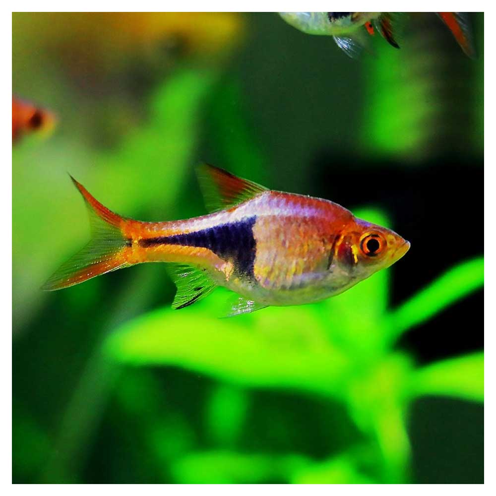 Trigonostigma heteromorpha - Harlequin Rasbora » akvarijumcentar.rs